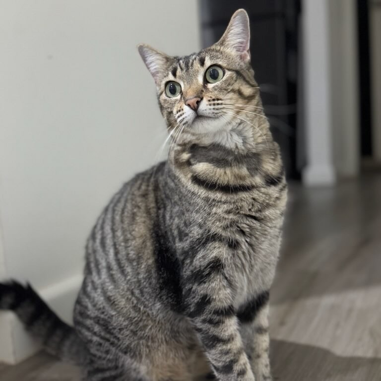Kizzie - Female Domestic Short Hair (DSH) Mix Cat in WA - PetRescue