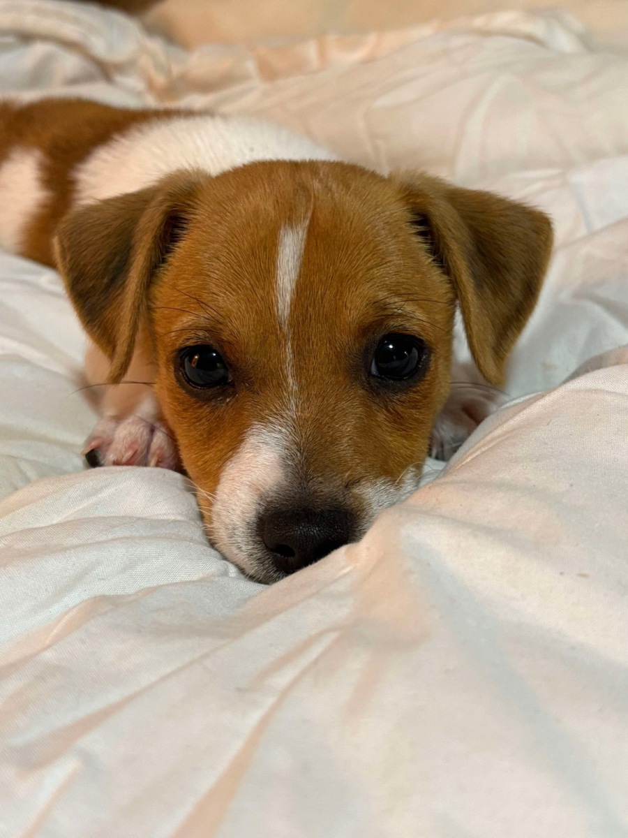 Bobby - Small Male Jack Russell Terrier Dog in NSW - PetRescue
