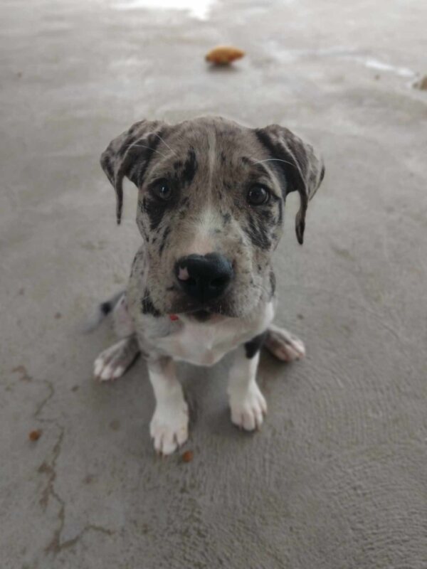 Alaska - Large Female Mastiff Mix Dog in NSW - PetRescue