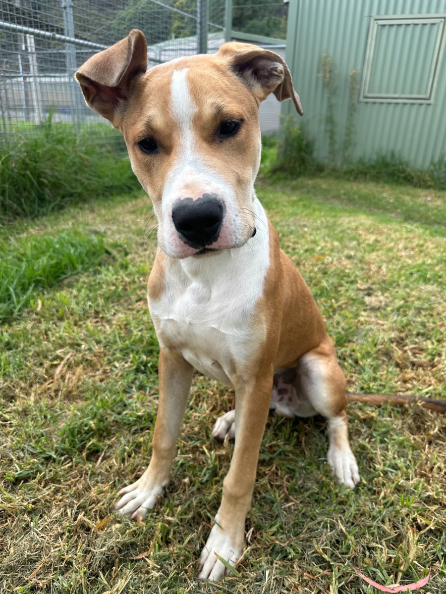 Basil - Large Male American Staffordshire Terrier x Boxer Mix Dog in ...
