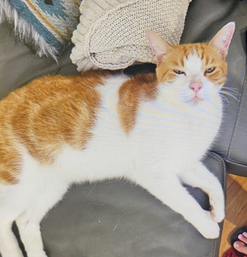 Gee Gee - Male Domestic Short Hair Mix Cat in QLD - PetRescue
