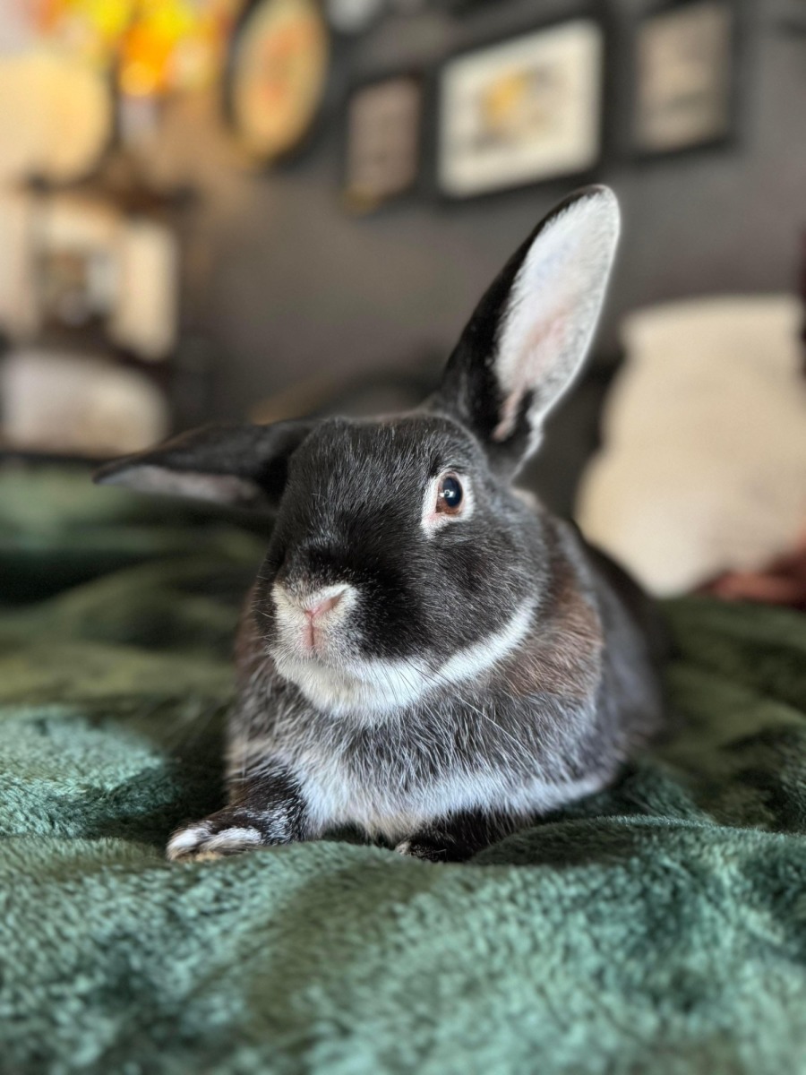 Bradley - Male American Sable Rabbit in VIC - PetRescue