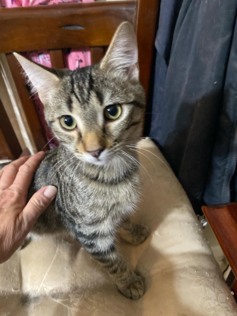 Sunraysia Animal Rehousing Group - PetRescue