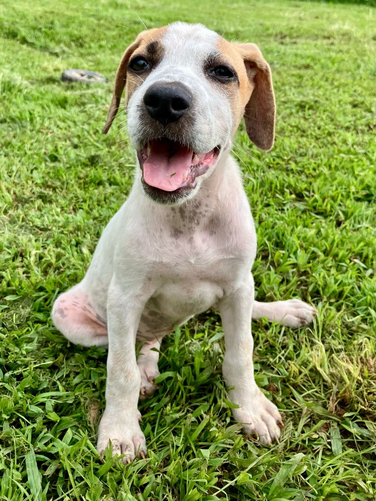 Spot - Medium Female Rhodesian Ridgeback x Mixed breed Mix Dog in QLD ...