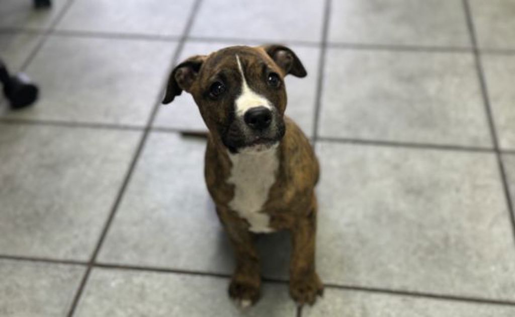 Princess - Large Female Staffy Mix Dog in VIC - PetRescue
