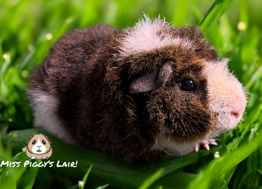 Malt - Male Short-hair Guinea Pig in QLD - PetRescue