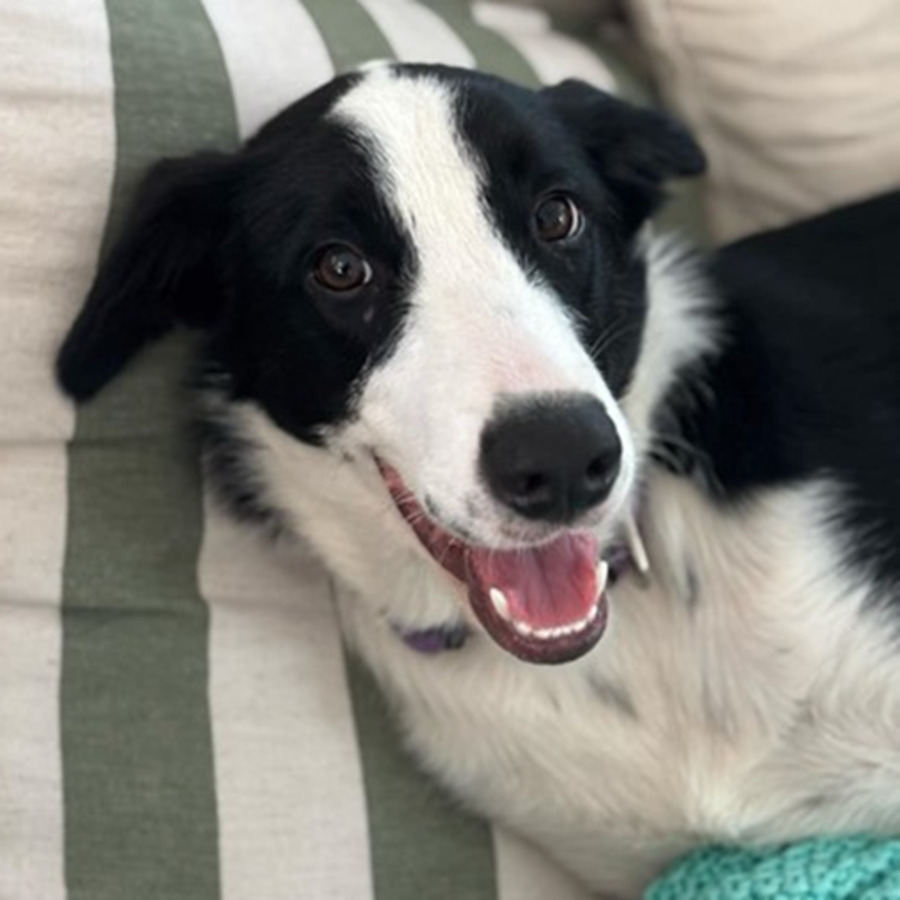 Bella - Medium Female Border Collie Dog in QLD - PetRescue