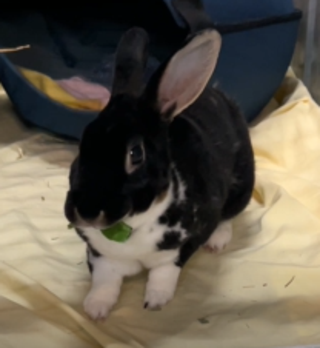 Beetlejuice - Male Rex Mix Rabbit in VIC - PetRescue