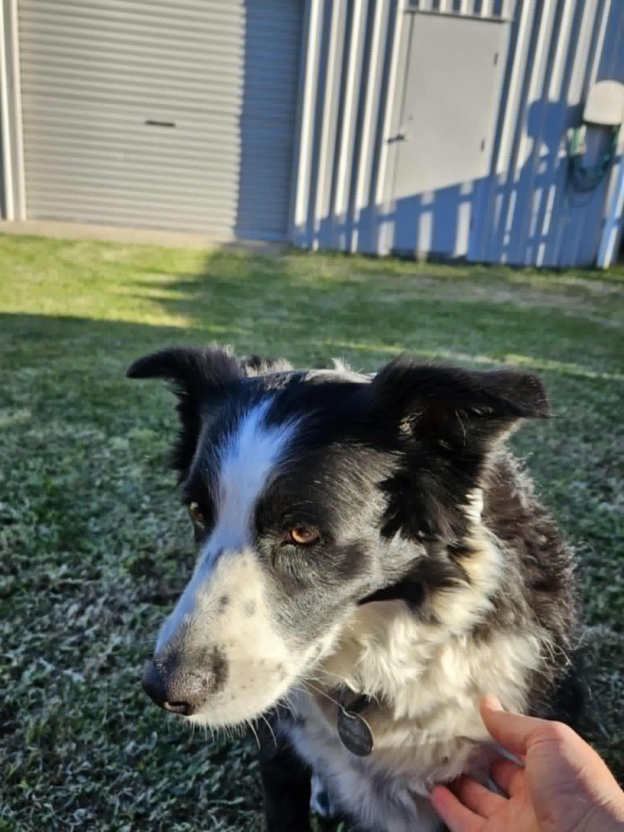 Millie - Medium Female Border Collie Dog in QLD - PetRescue