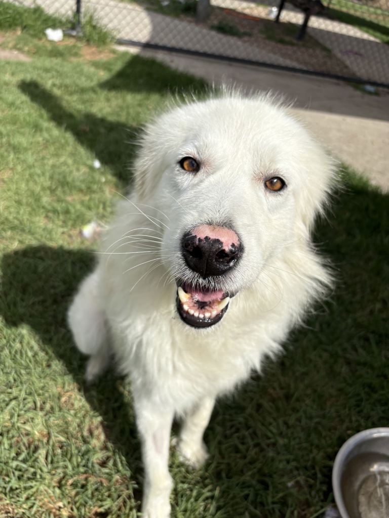 Stuart - Large Male Maremma Sheepdog Mix Dog in VIC - PetRescue