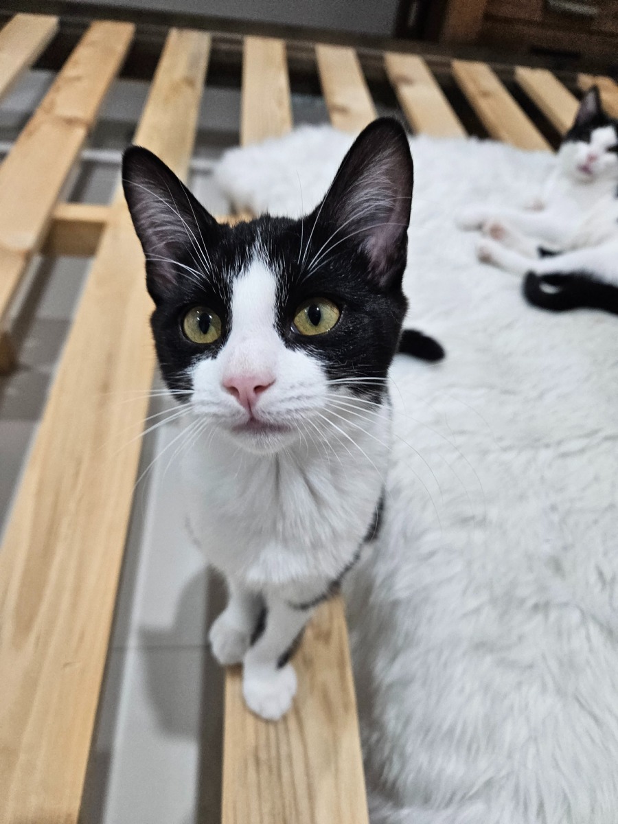 Mish - Female Domestic Short Hair (DSH) Cat in NSW - PetRescue