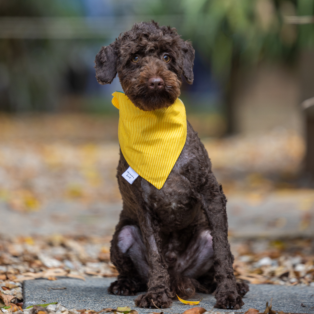 Fergus - Small Male Poodle Miniature Mix Dog in QLD - PetRescue