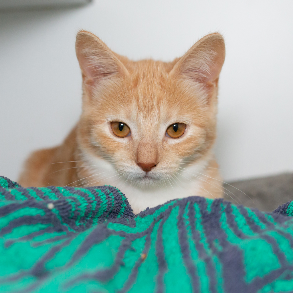 Cheezal - Male Domestic Short Hair Mix Cat in QLD - PetRescue