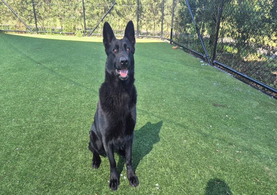 Disco imp 562 - Large Female German Shepherd Dog Dog in NSW - PetRescue