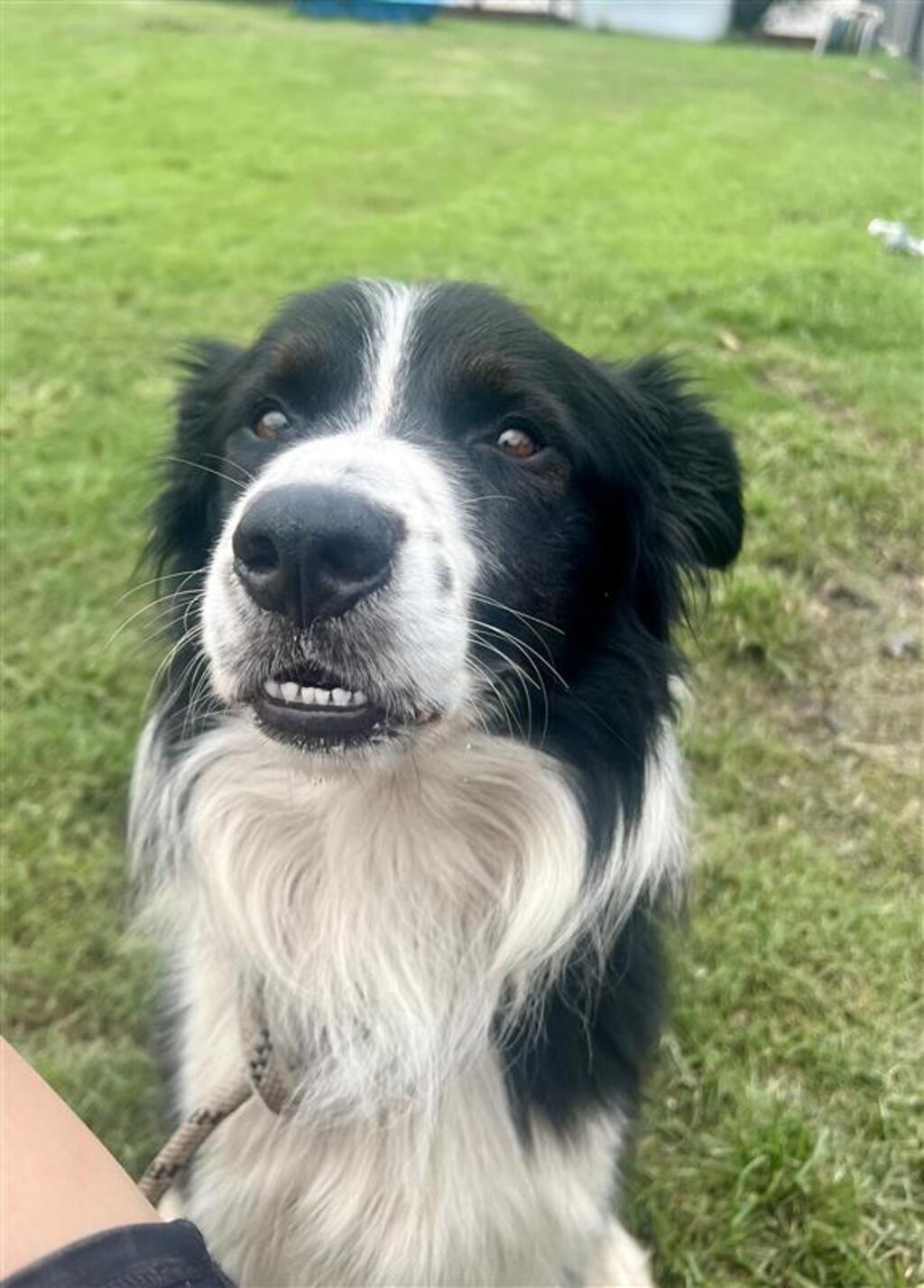 Rocky - Large Male Border Collie Mix Dog in QLD - PetRescue