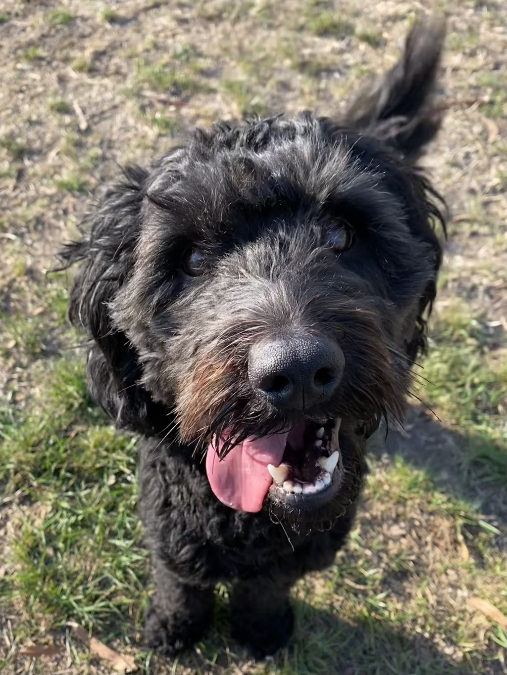 Axel - Medium Male Cavoodle Dog in VIC - PetRescue