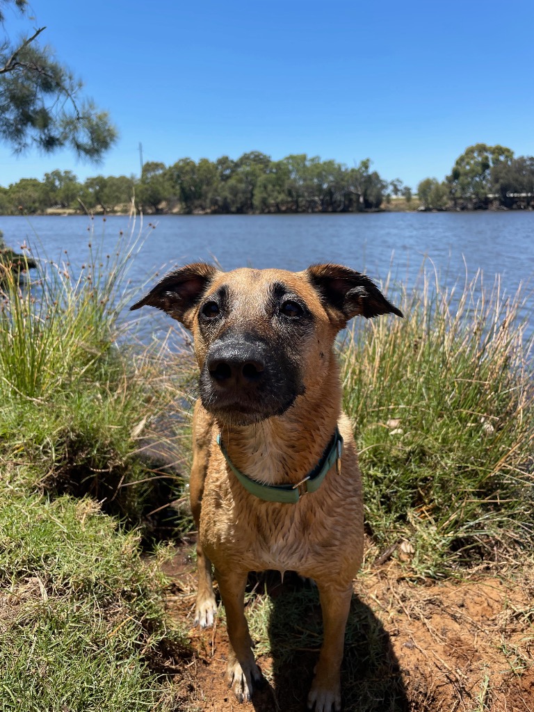 Sadie - Medium Female Mixed breed Dog in WA - PetRescue