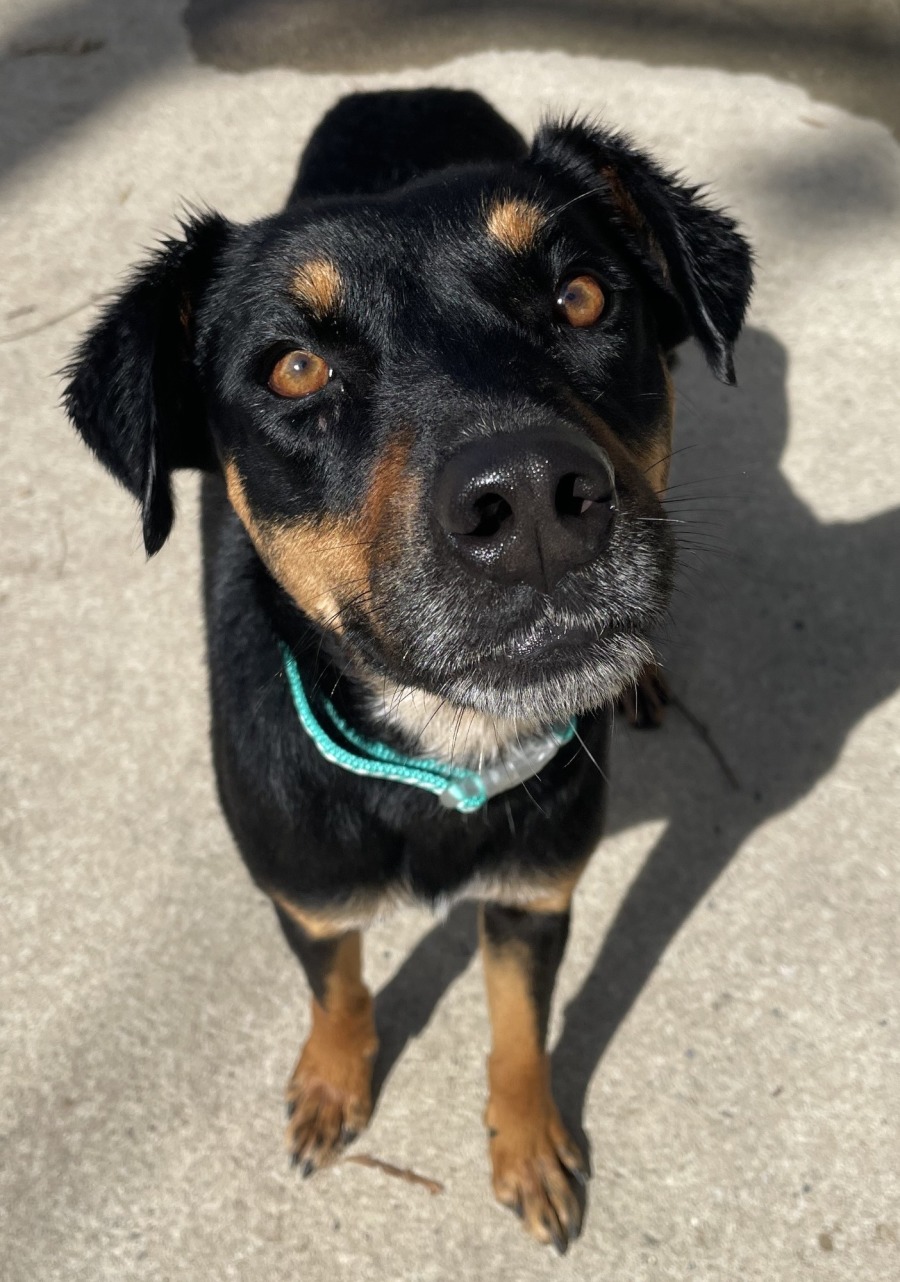 Kahlua - Medium Female Catahoula Leopard Dog x Australian Cattle Dog ...