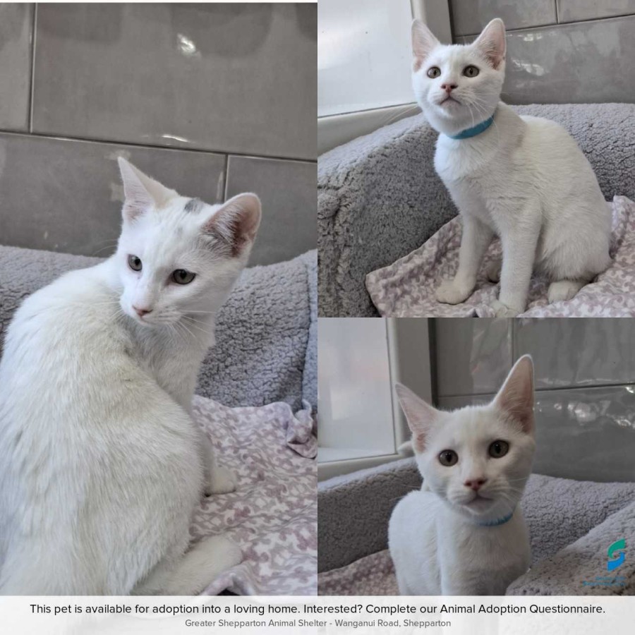 Hurston - Male Domestic Short Hair (DSH) Cat in VIC - PetRescue