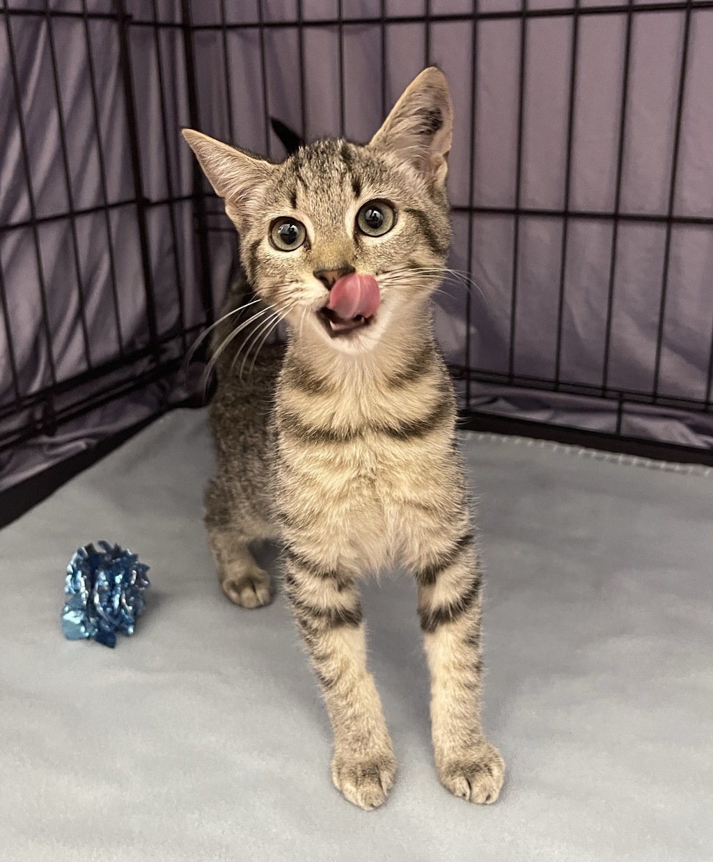 Bickie - Female Domestic Short Hair Mix Cat in QLD - PetRescue