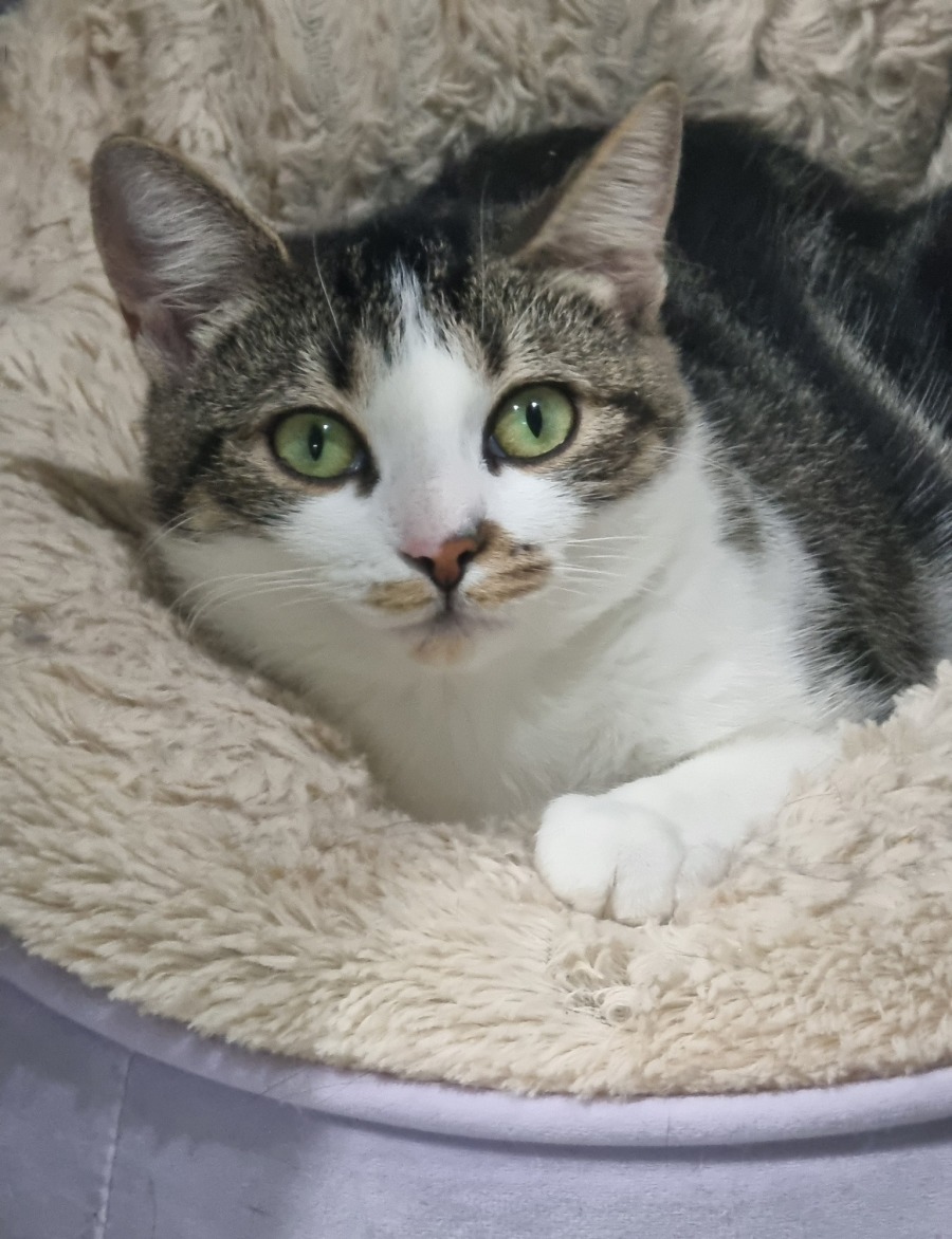 Summer - Female Domestic Short Hair (DSH) Cat in VIC - PetRescue
