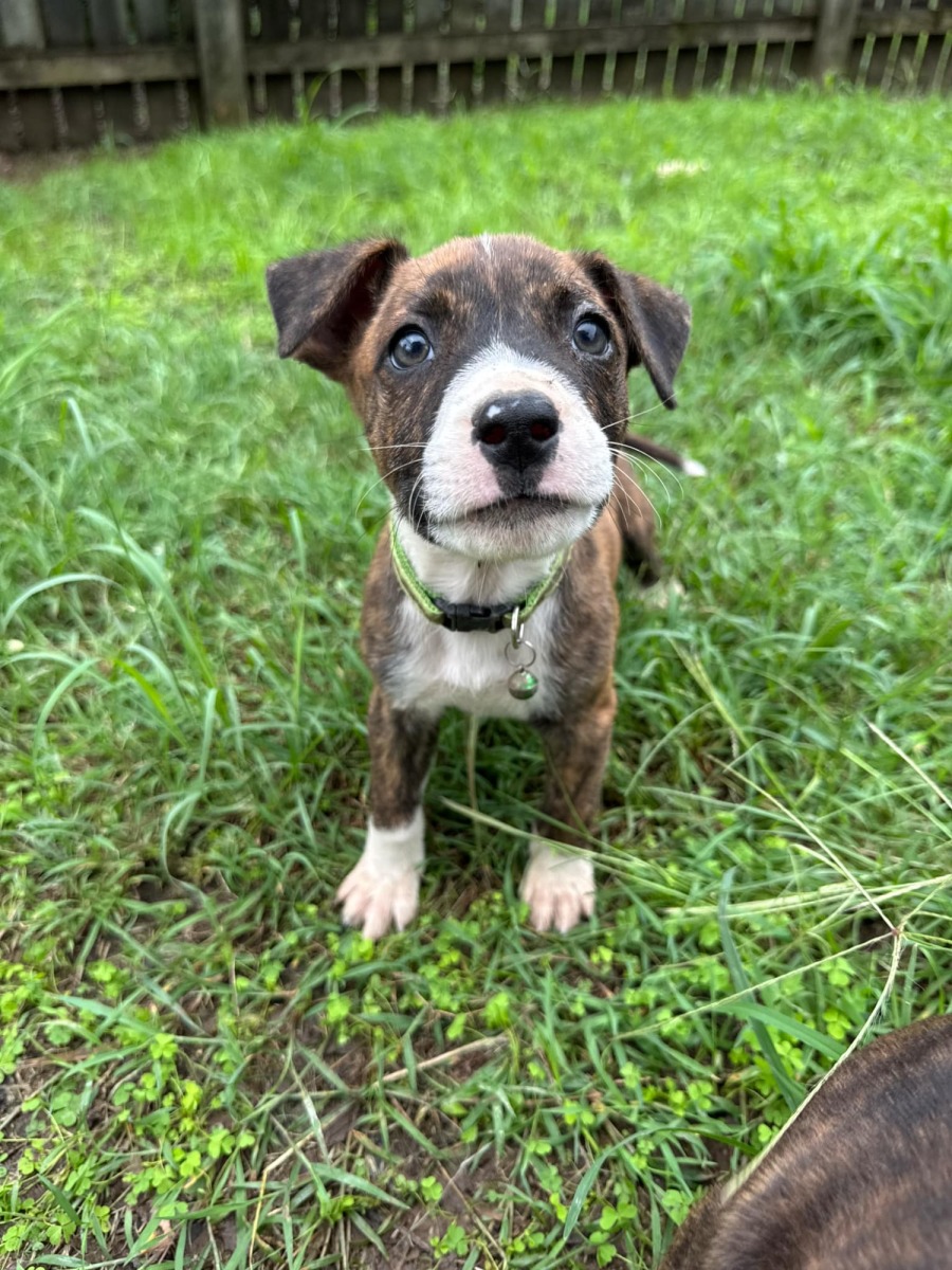 Seth - Medium Male Bullmastiff x Staffordshire Bull Terrier Mix Dog in QLD - PetRescue