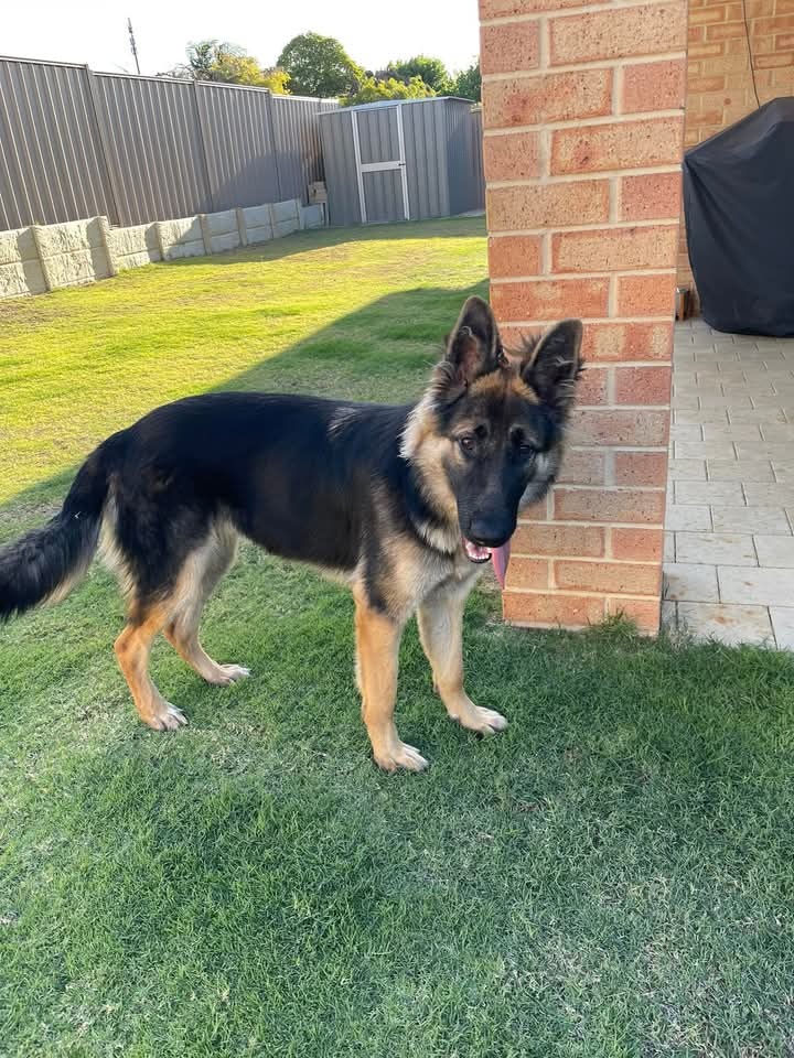 Freyja - Large Female Mixed breed Dog in WA - PetRescue