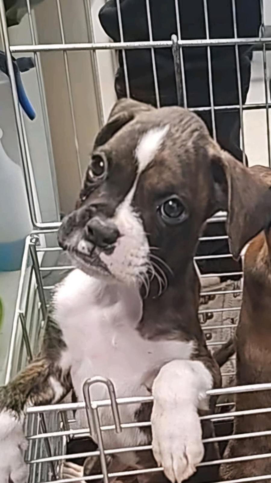 Archie - Medium Male Boxer Dog in NSW - PetRescue