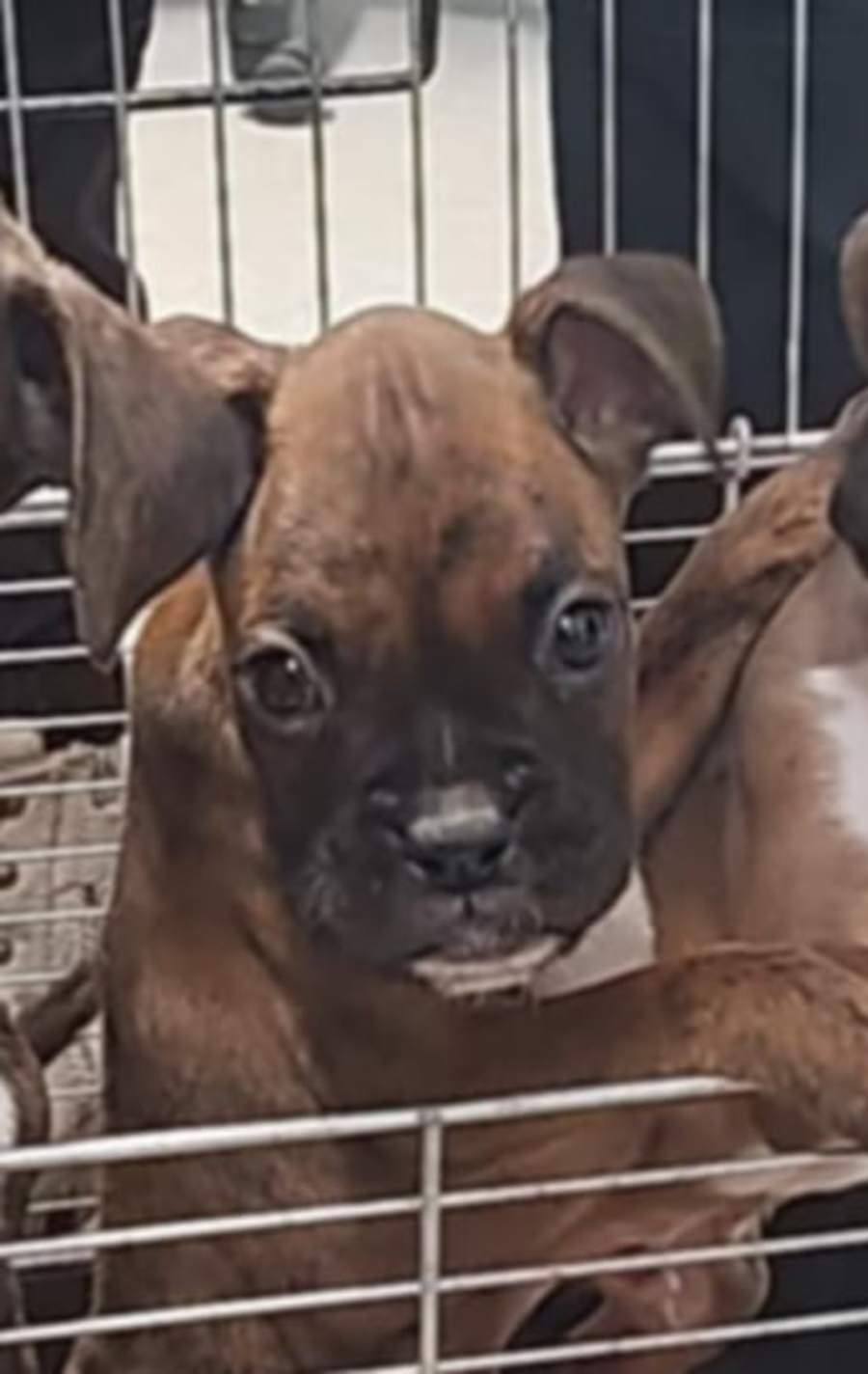 Tank - Medium Male Boxer Dog in NSW - PetRescue