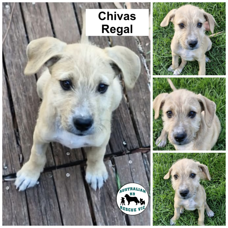 Chivas Regal - Medium Male Irish Wolfhound Mix Dog in VIC - PetRescue