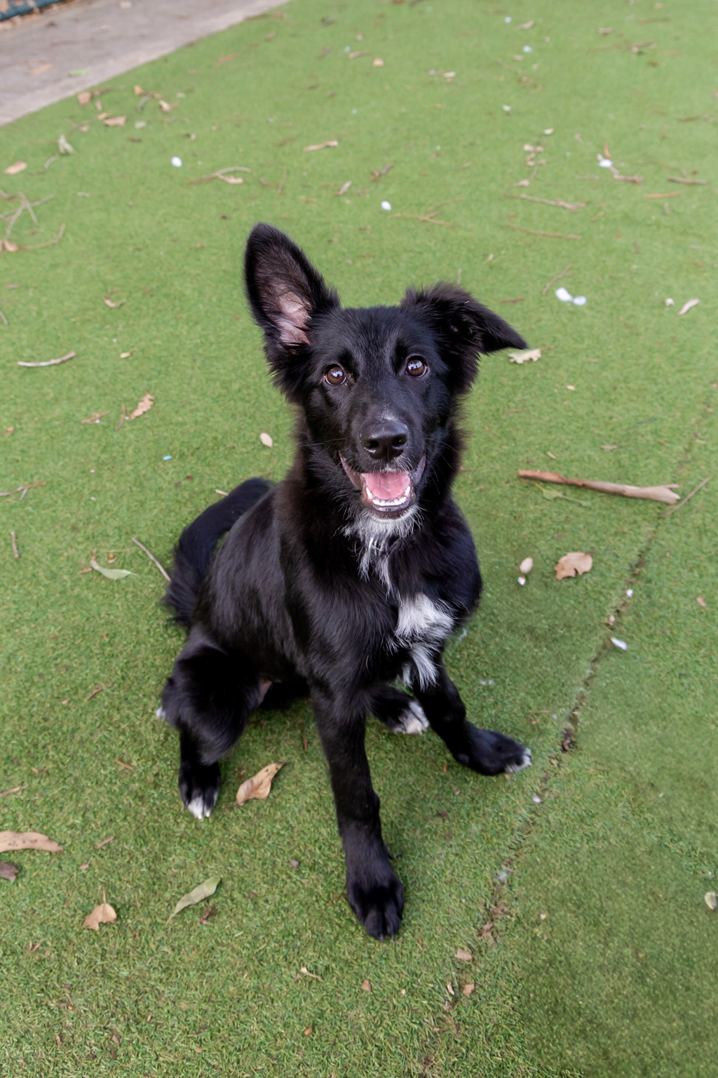 Prairie - Large Female German Shepherd x Koolie Mix Dog in NSW - PetRescue