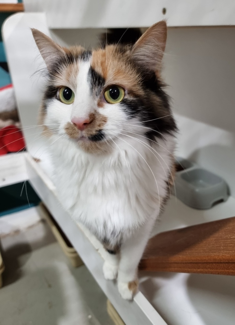 Daphne - Female Domestic Medium Hair (DMH) Cat in VIC - PetRescue