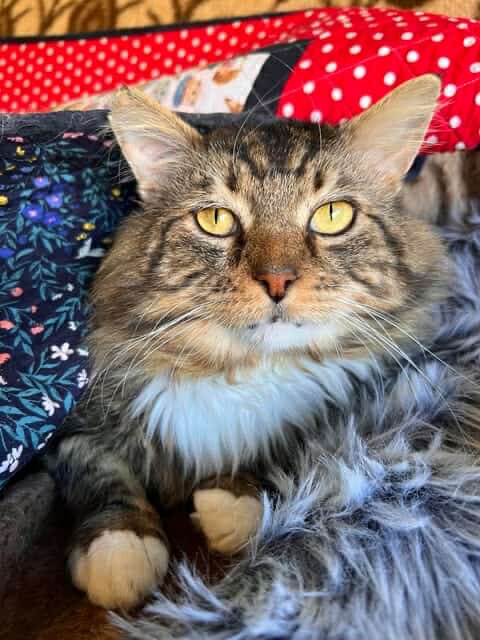 Grover - Male Domestic Short Hair (DSH) Mix Cat in VIC - PetRescue