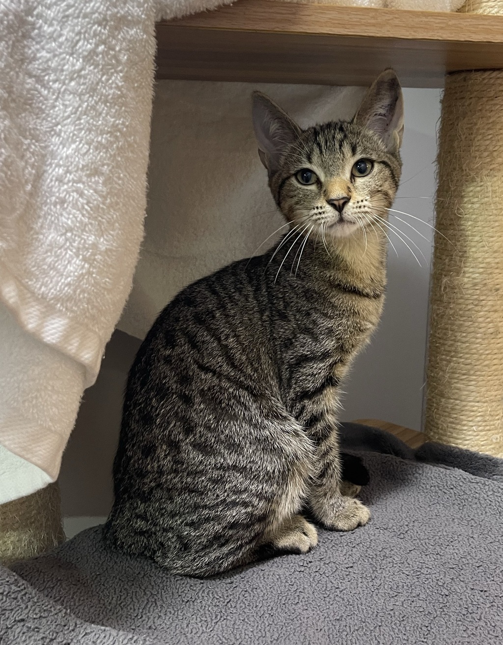 Zephyr - Male Domestic Short Hair Mix Cat in QLD - PetRescue