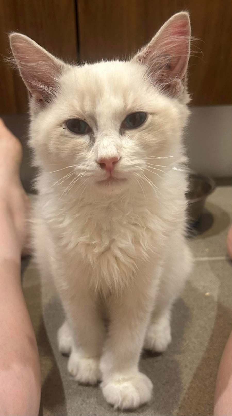 Buddy - Male Ragdoll Cat in QLD - PetRescue