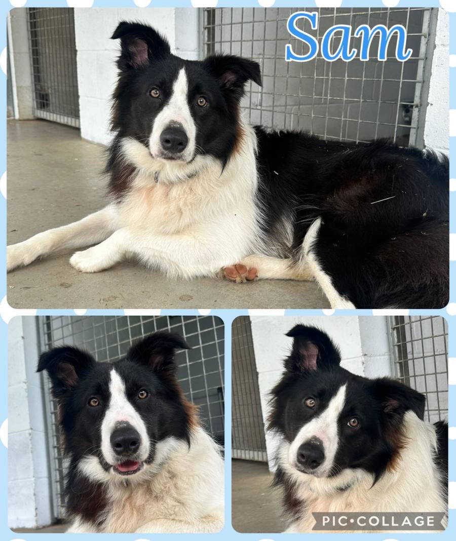 Sam - Large Male Border Collie Dog in QLD - PetRescue