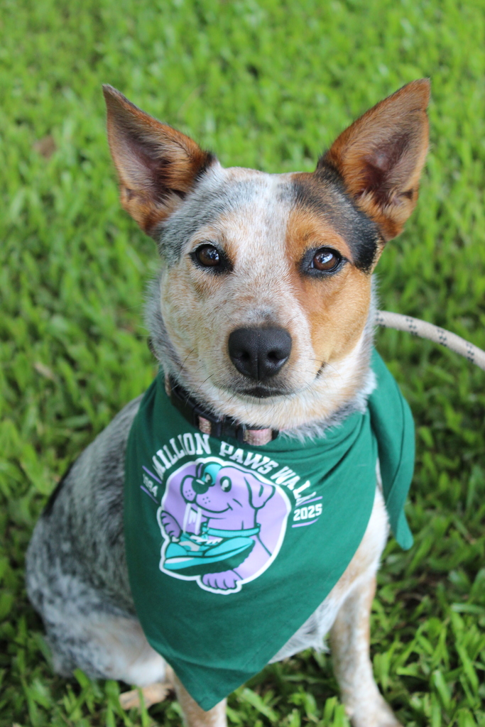 Nelly - Small Female Australian Stumpy Tail Cattle Dog Mix Dog in QLD ...