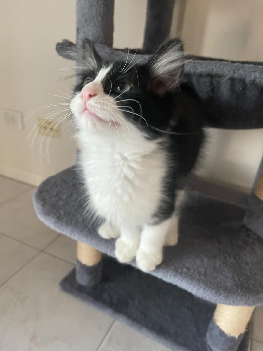 Jagga meet me@petstock keysborough store - Male Domestic Long Hair (DLH ...