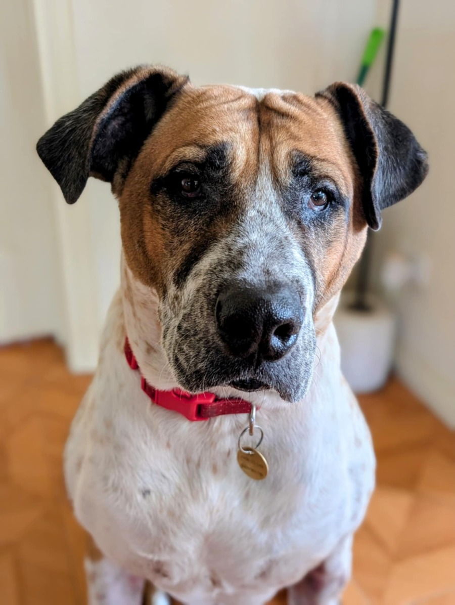 Harrymar - Large Male Bull Arab x Mastiff Mix Dog in VIC - PetRescue