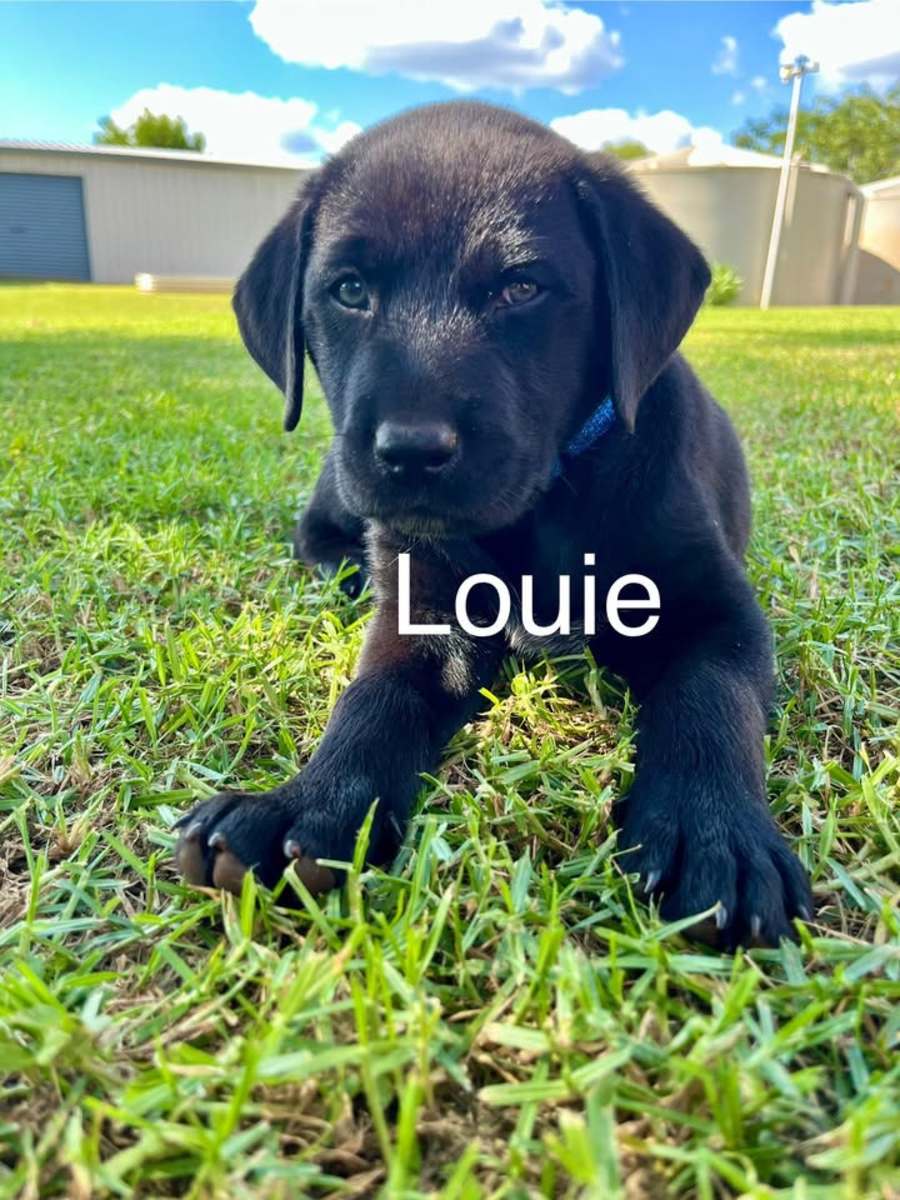 Louie - Medium Male Labrador Retriever x Australian Cattle Dog Dog in QLD - PetRescue