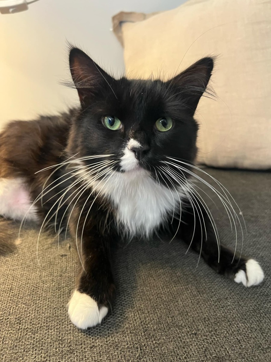 Midnight - Male Domestic Medium Hair (DMH) Cat in VIC - PetRescue