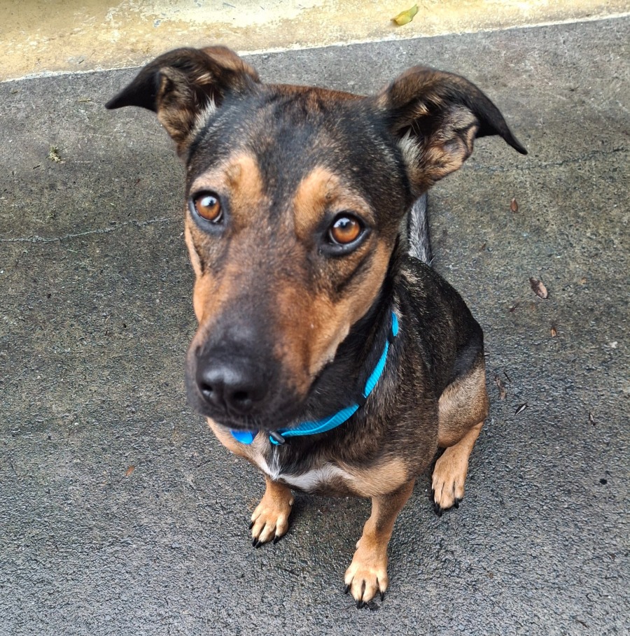 Asha - Medium Female Australian Kelpie x German Shepherd Dog Dog in QLD ...