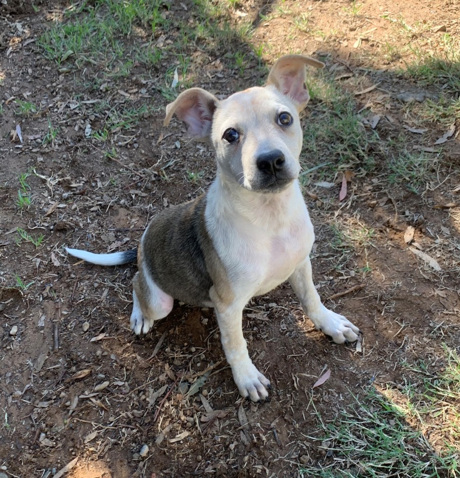 Turtle - Medium Female Australian Cattle Dog Mix Dog in VIC - PetRescue