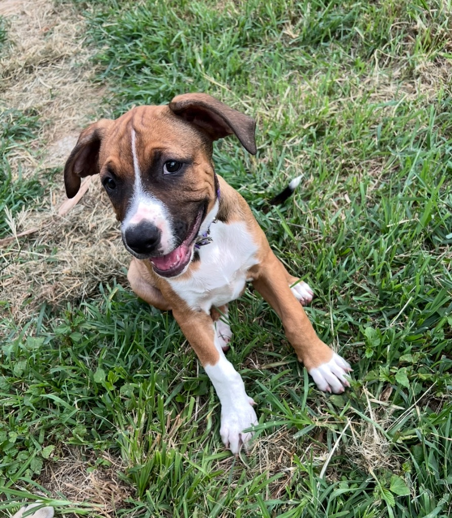 Tecna - Large Female American Bulldog x Bull Arab Mix Dog in QLD - PetRescue