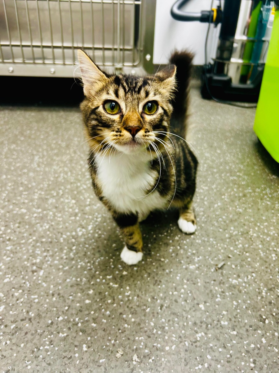 Hopper - Male Domestic Medium Hair (DMH) Cat in NSW - PetRescue