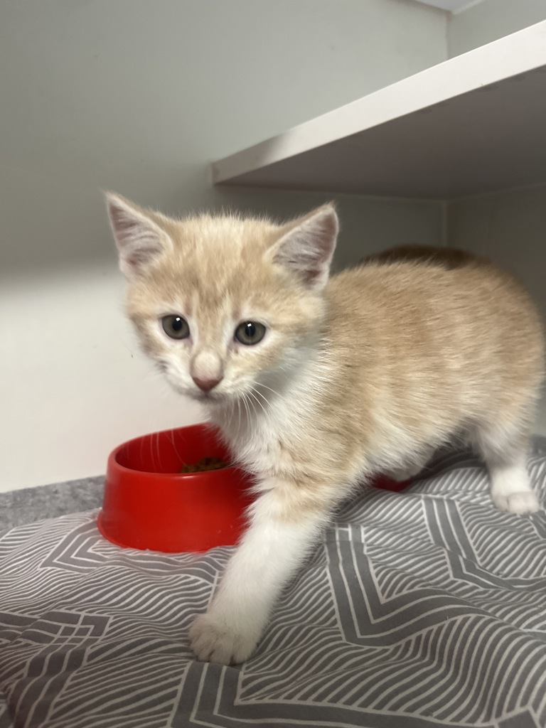 Prosecco - Female Domestic Medium Hair Mix Cat in VIC - PetRescue