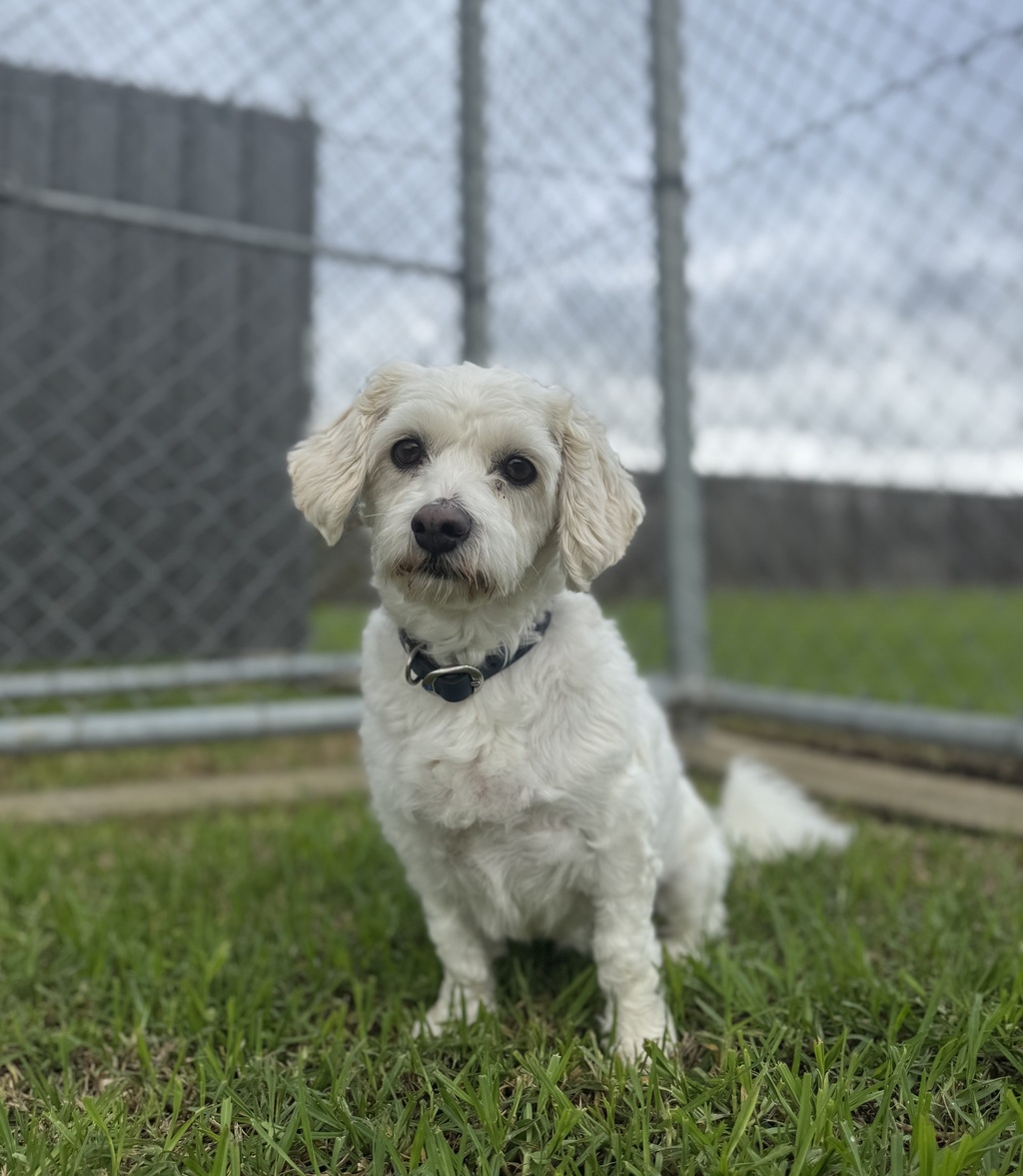 Coco - Small Female Maltese Terrier Mix Dog in QLD - PetRescue