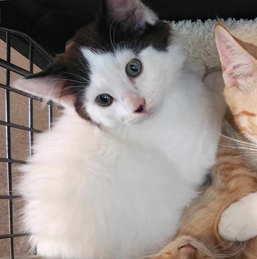 Hermione - Female Ragdoll Mix Cat in VIC - PetRescue