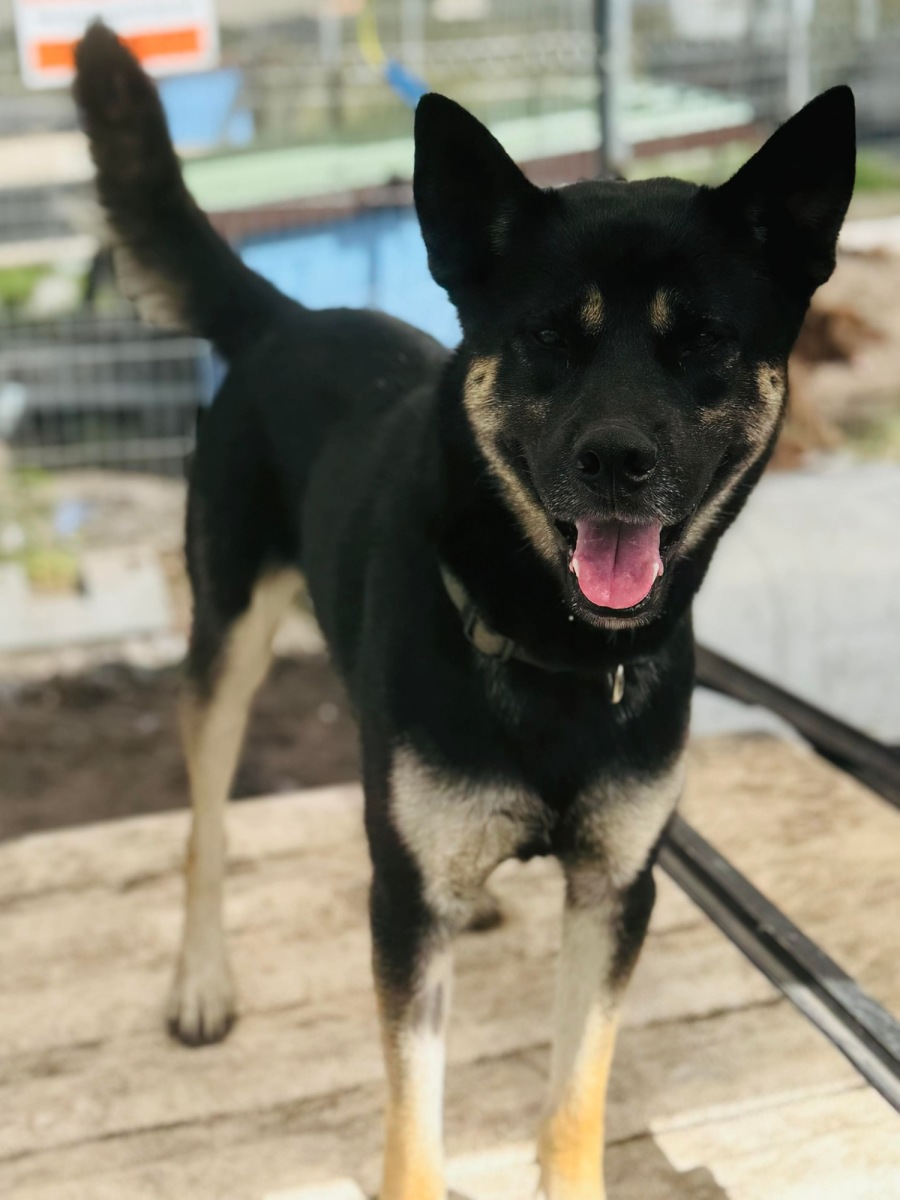Bear - Large Male Siberian Husky x Australian Kelpie Mix Dog in NSW ...