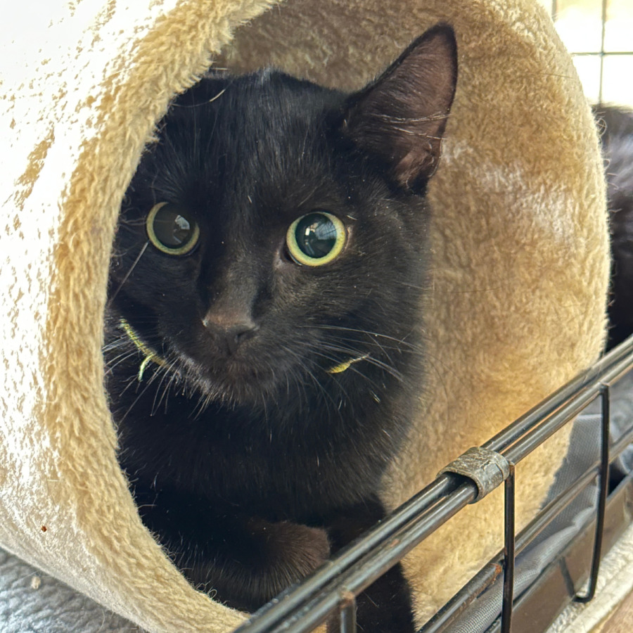 Inky - Female Domestic Short Hair (DSH) Cat in VIC - PetRescue